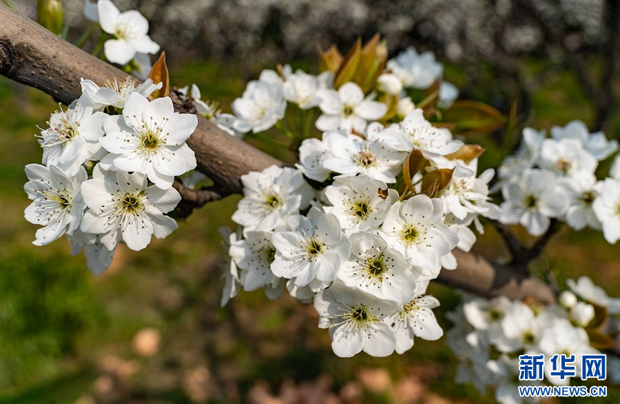 江西金溪：梨花盛开迎客来-新华网